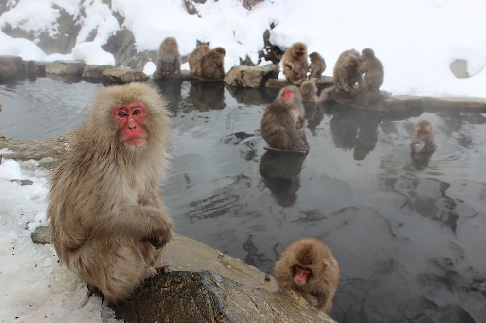 Monkeying Around in Japan: Get to Know the Japanese Macaques | JOBS IN ...