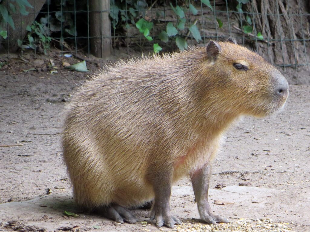 How Japan Fell in Love With the World’s Largest Rodent | JOBS IN JAPAN