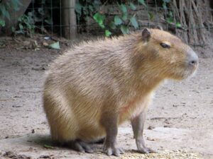 How Japan Fell in Love With the World’s Largest Rodent | JOBS IN JAPAN