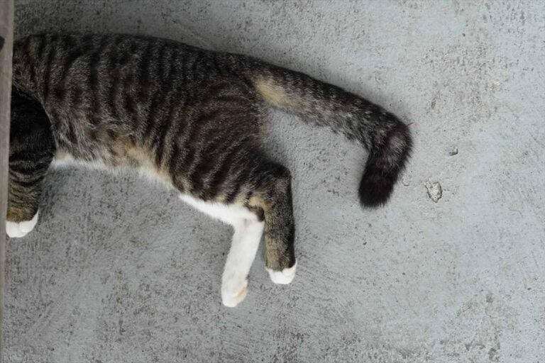 Cats With a Twist: Omagari-Neko in Nagasaki | JOBS IN JAPAN